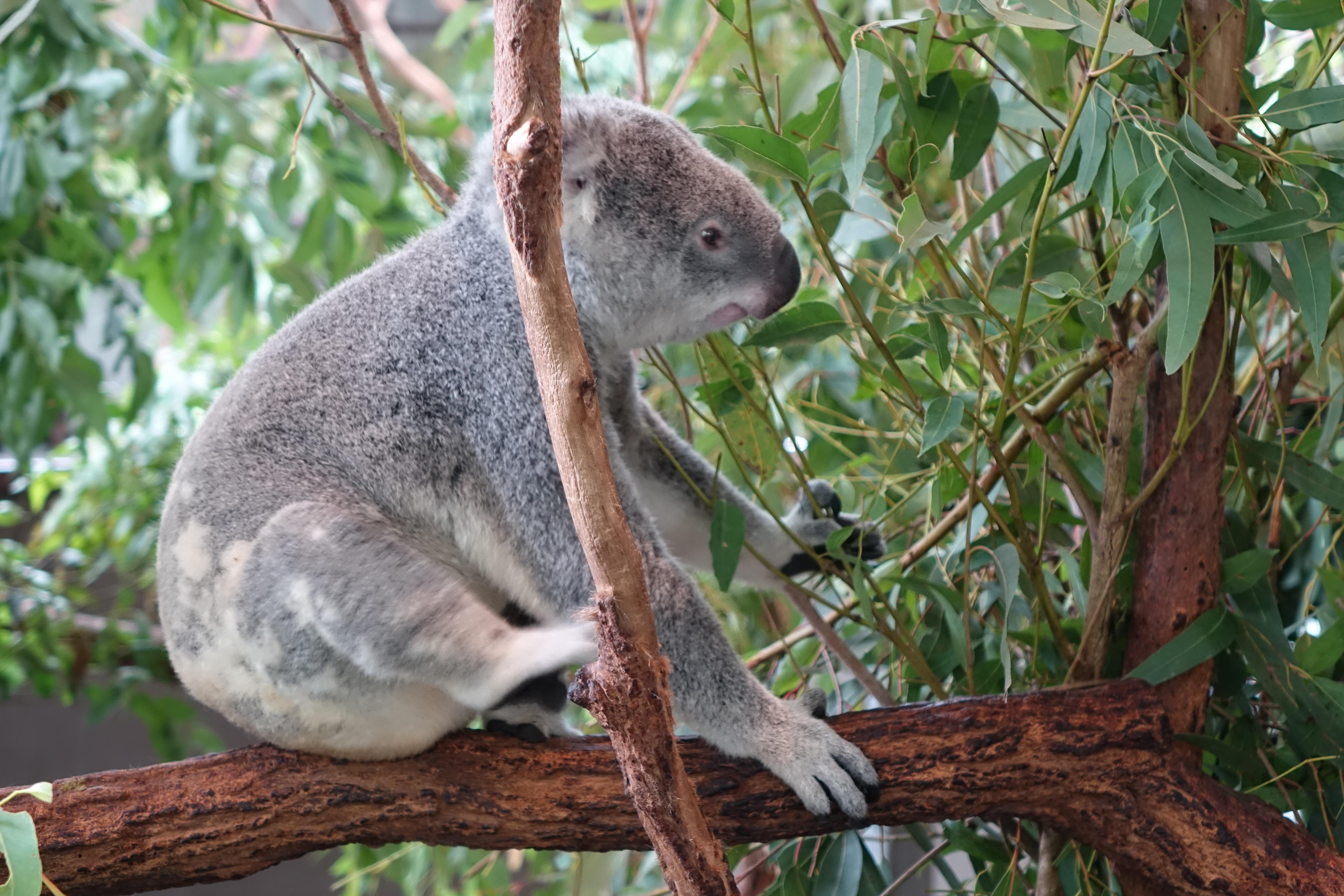 Koala Cuddling! – Travels with Allie